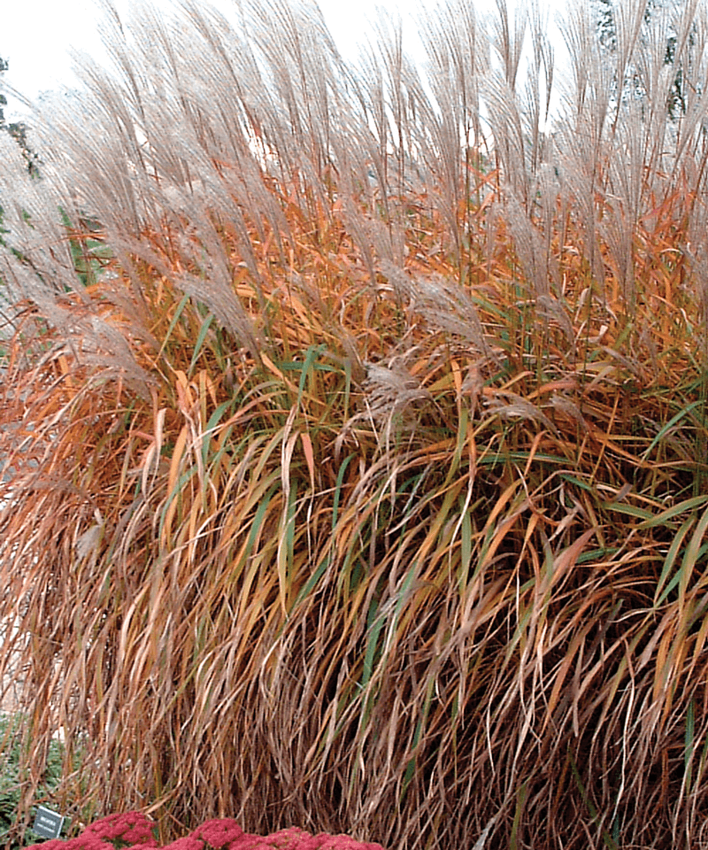Fall foliage standouts - Landscape Ontario