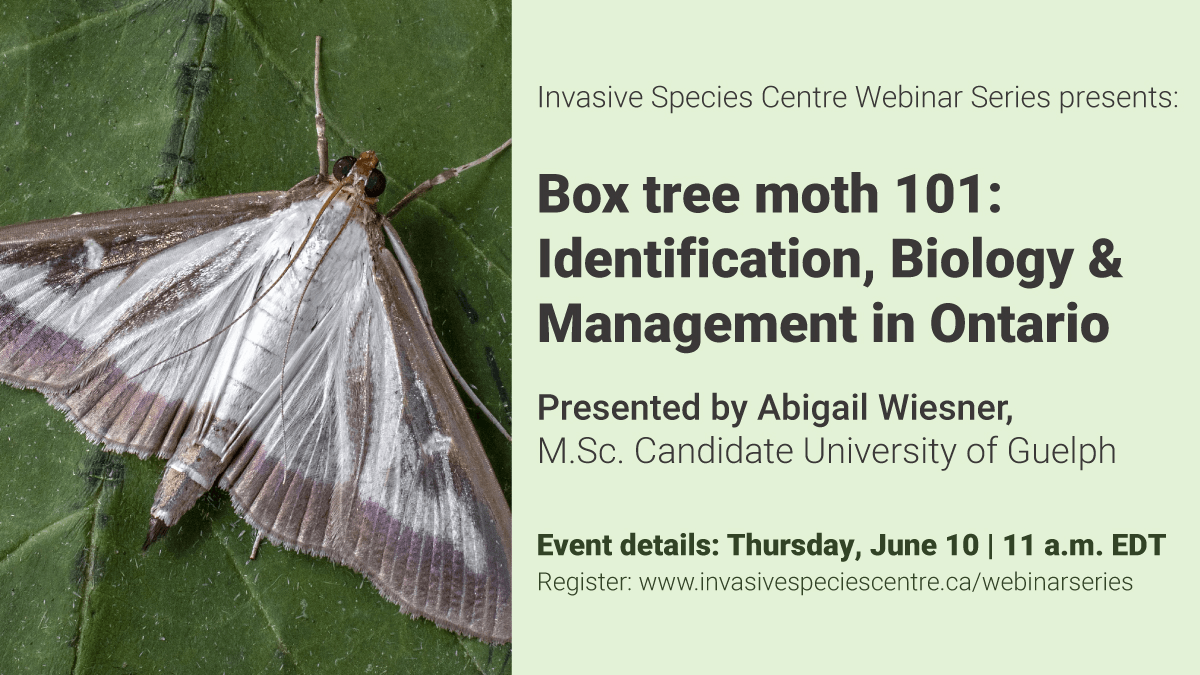 Box tree moth 101 webinar - Landscape Ontario